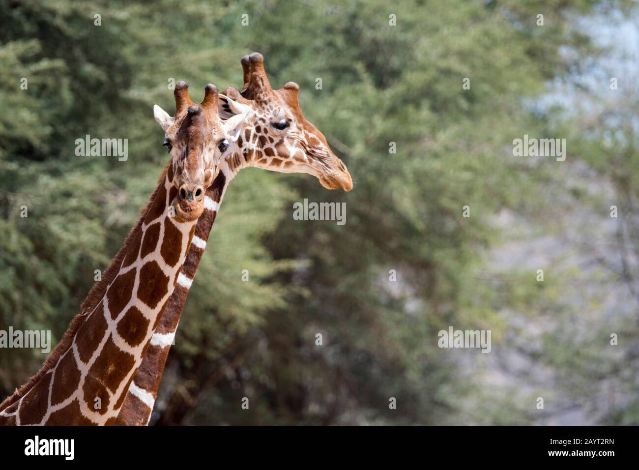 Portrait of reticulated giraffes (Giraffa reticulata) in Samburu ...