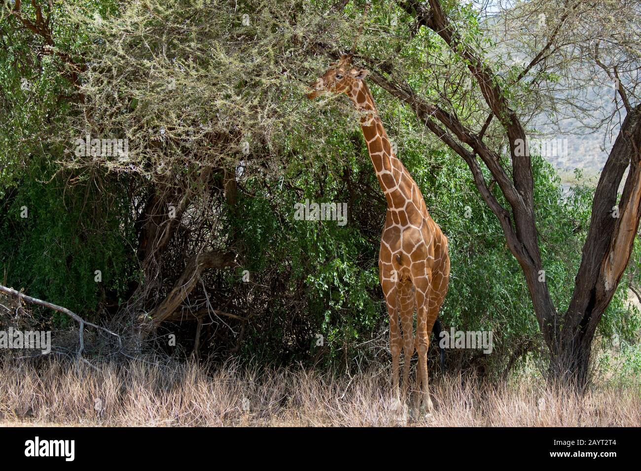 A reticulated giraffe (Giraffa reticulata) is browsing on a tree in ...