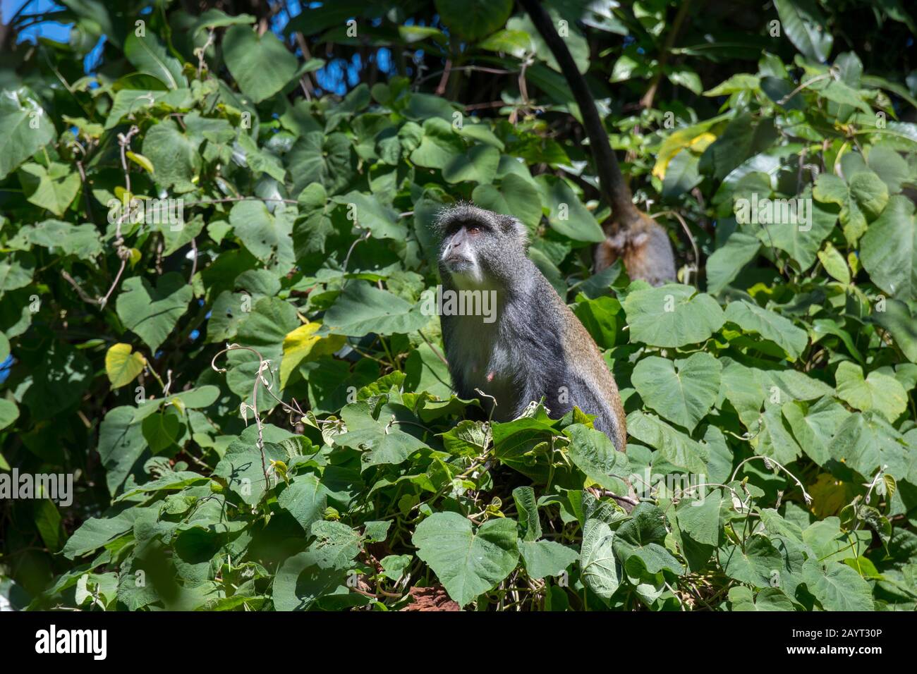 Malawi primate hi-res stock photography and images - Alamy
