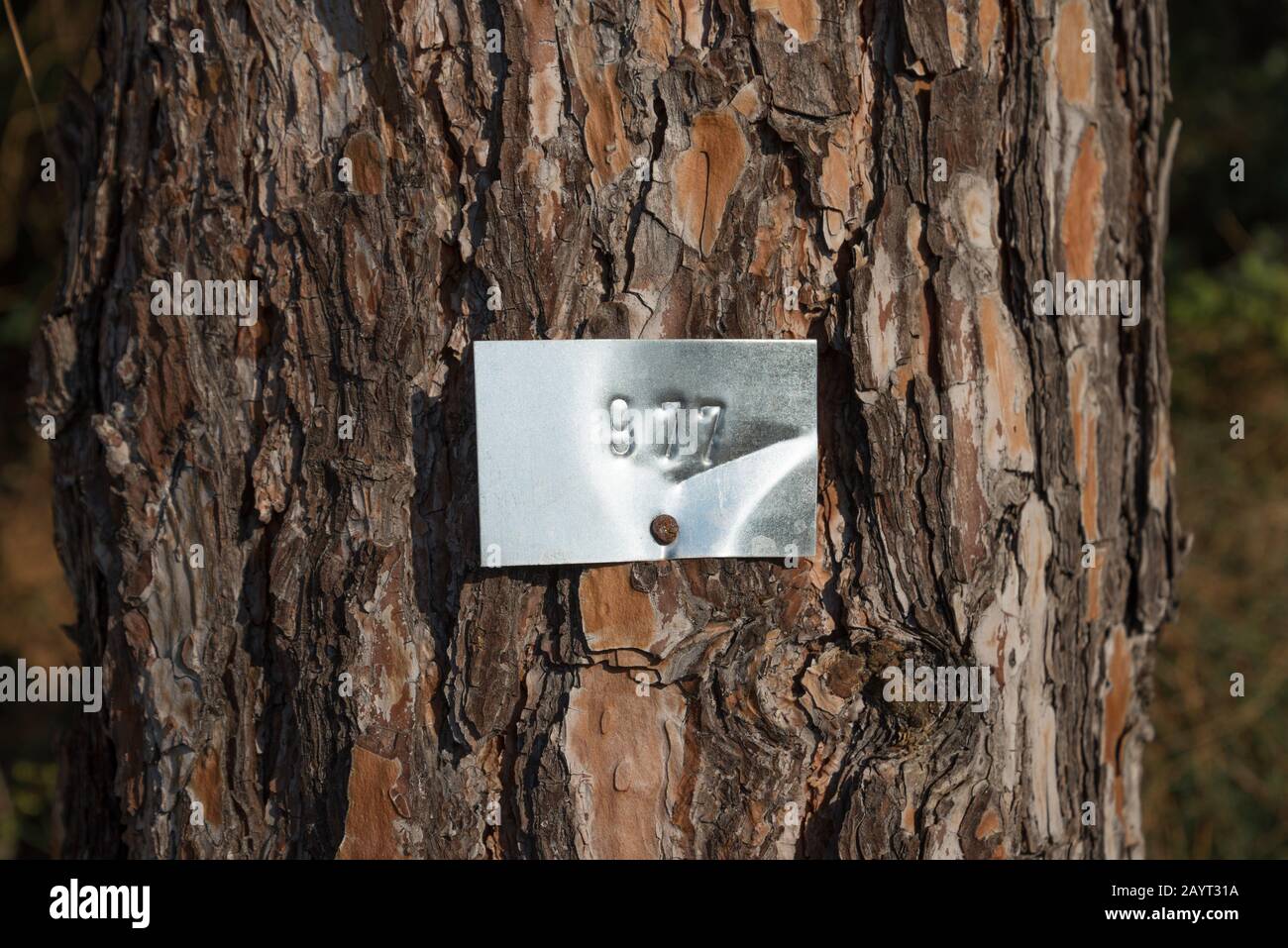 Bark of pine tree carries metal plate with number 977 on it Stock Photo ...