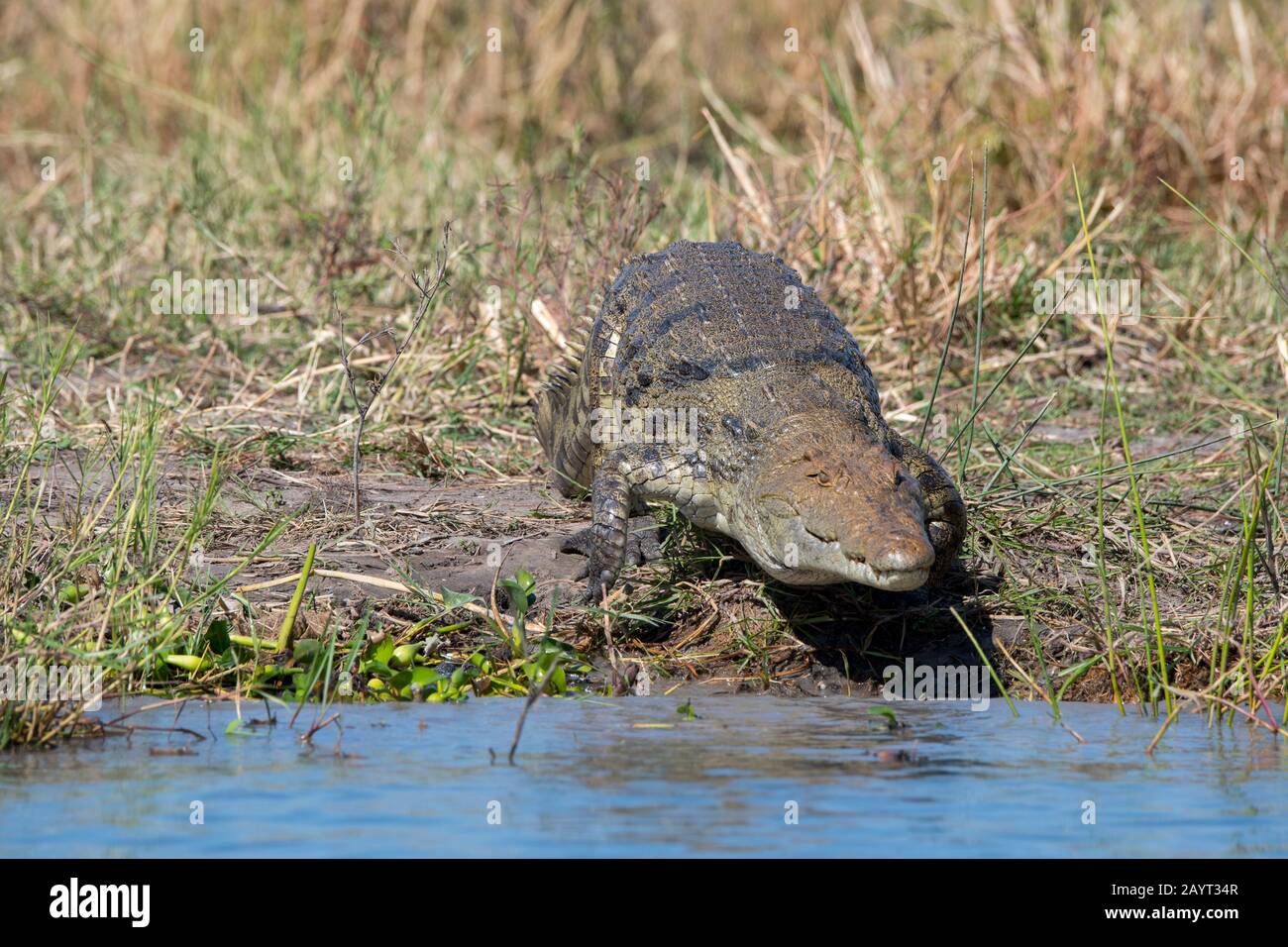 A huge Nile crocodile (Crocodylus niloticus) on the bank of the Shire ...