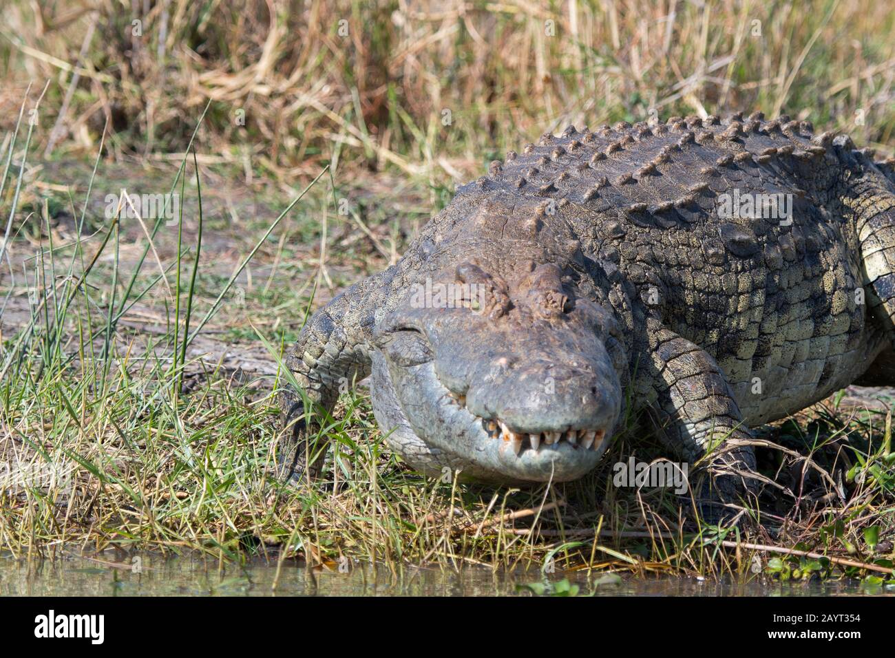 A huge Nile crocodile (Crocodylus niloticus) on the bank of the Shire ...