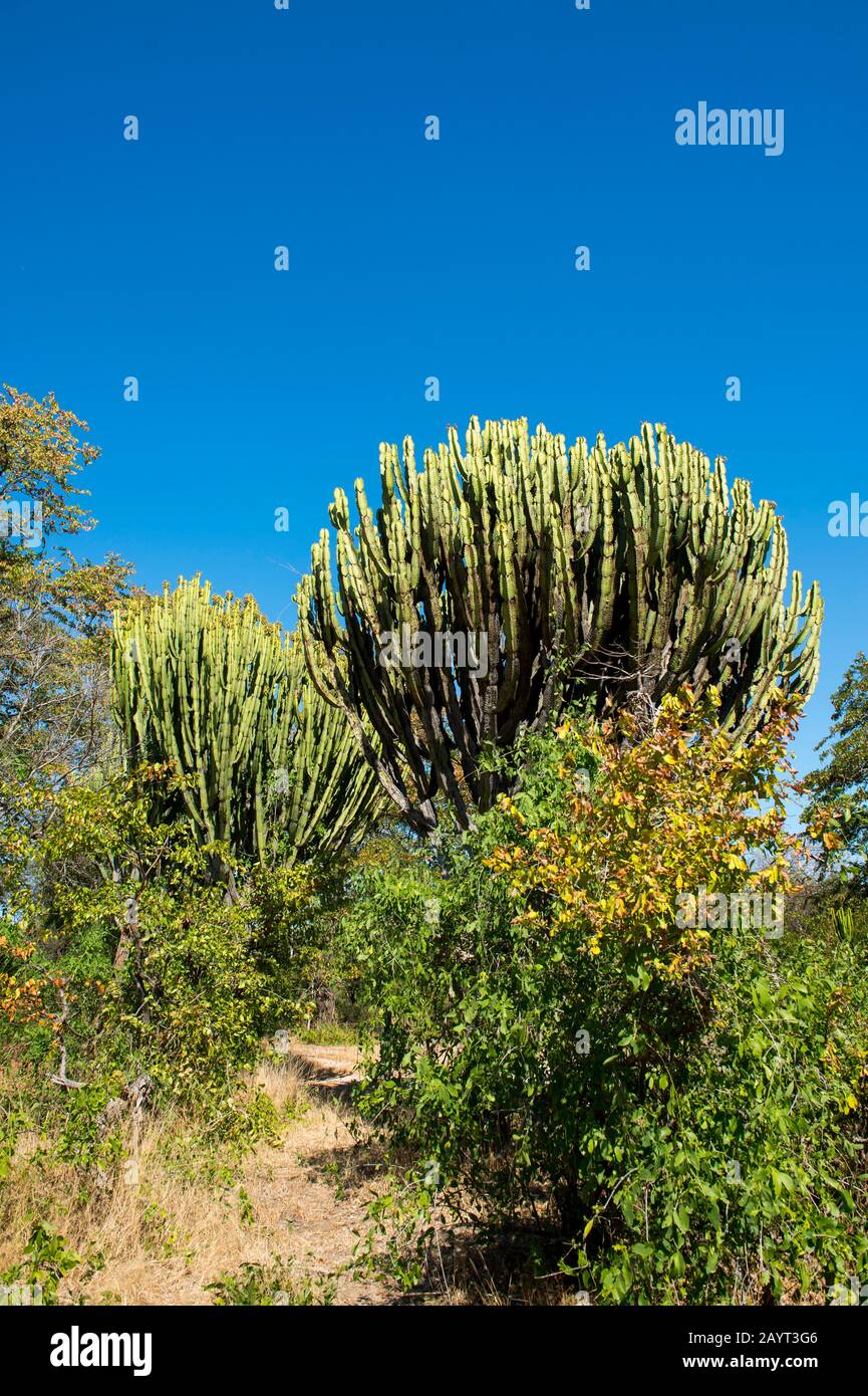A large candelabra tree in Liwonde National Park, Malawi Stock Photo ...