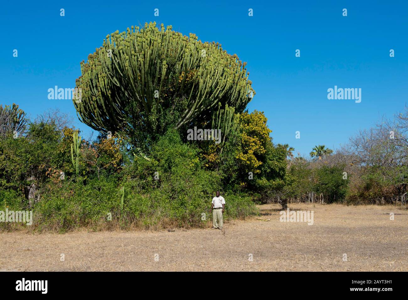 A local guide is posing in front of a large candelabra tree in Liwonde ...