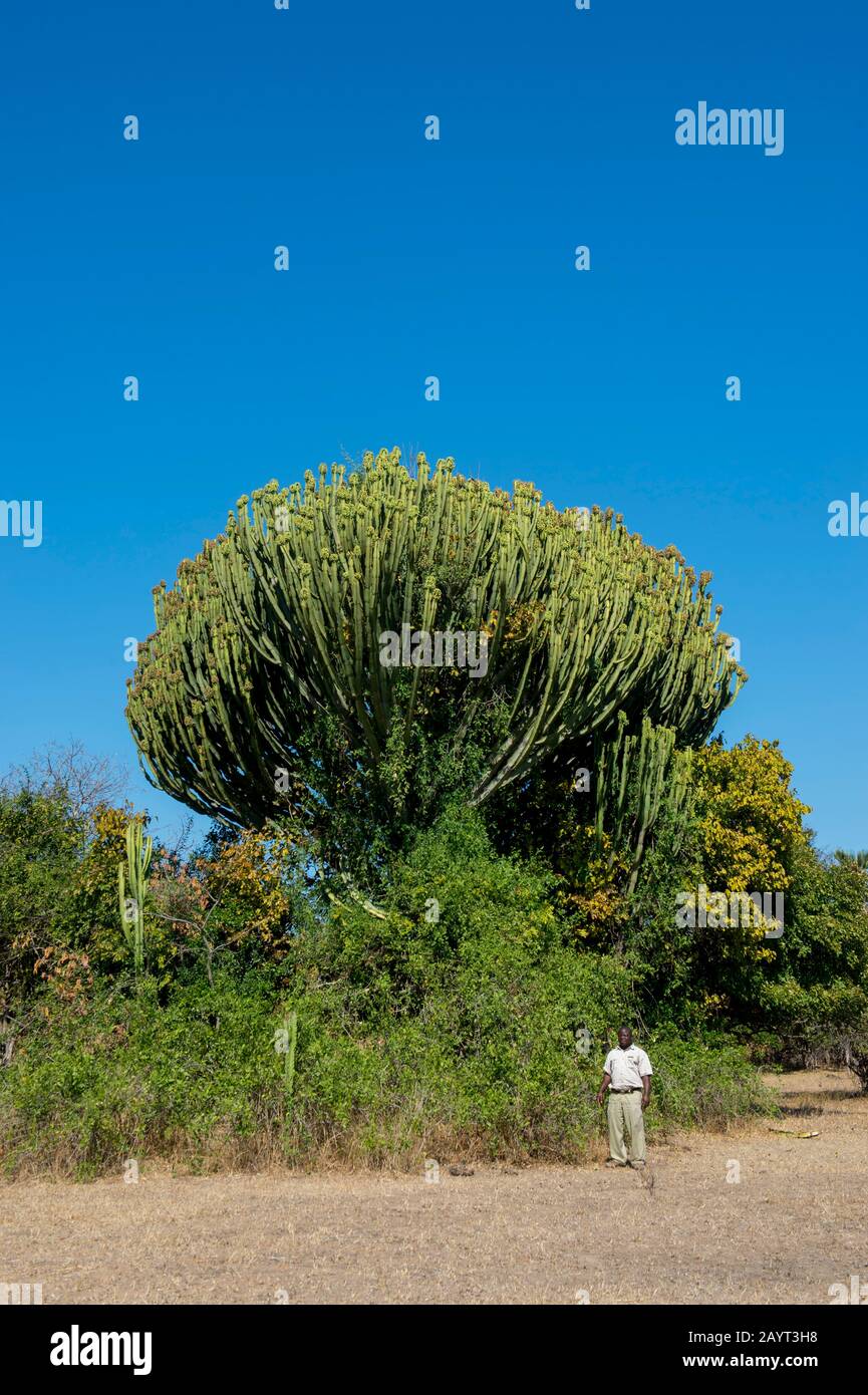 Tree size guide hi-res stock photography and images - Alamy