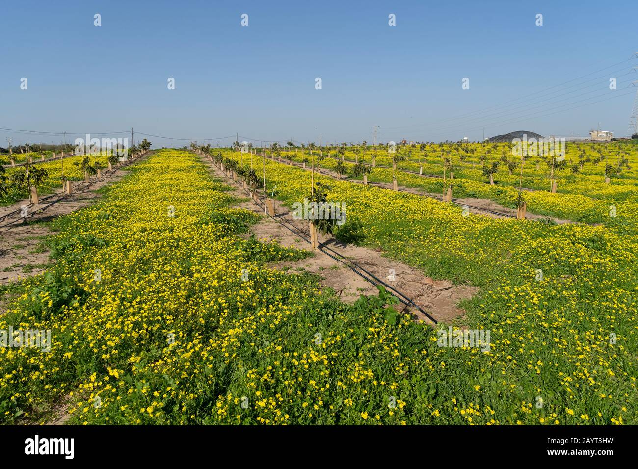 Young organic Avocado field Stock Photo - Alamy
