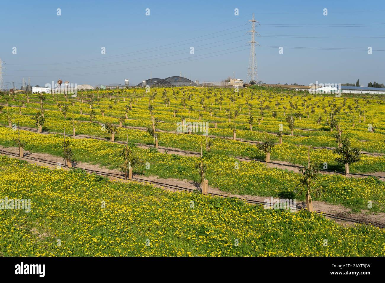 Young organic Avocado field Stock Photo - Alamy