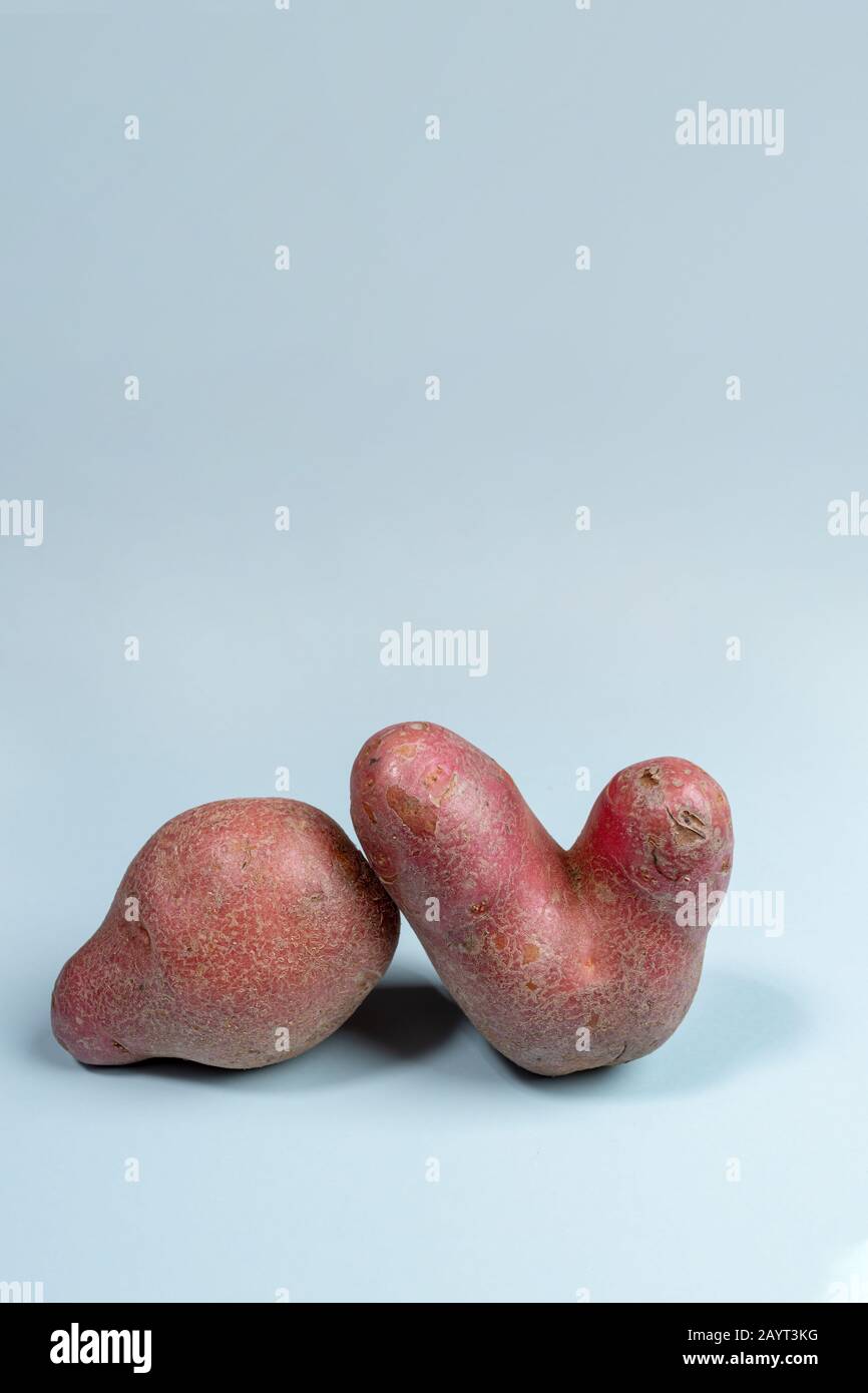 Two non-standard ugly fresh raw potato unusual form on light blue ...