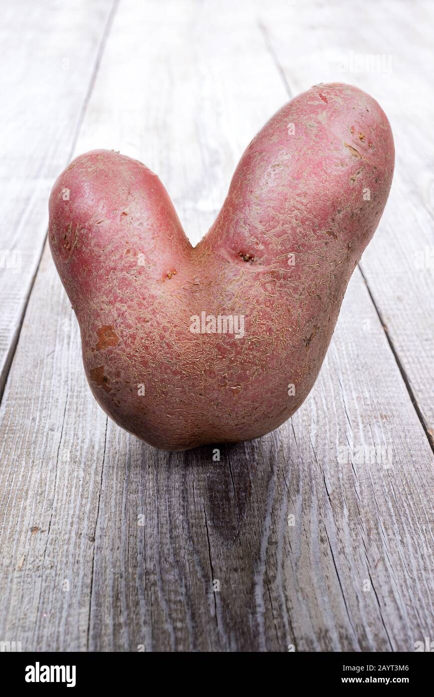 One non-standard ugly V-shaped fresh raw potato standing on grey wooden ...