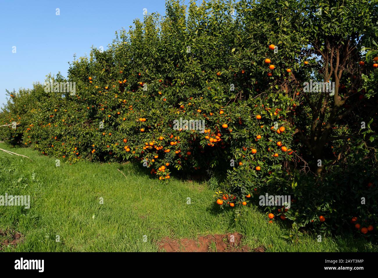 Clementine plantation during the harvest period Stock Photo - Alamy