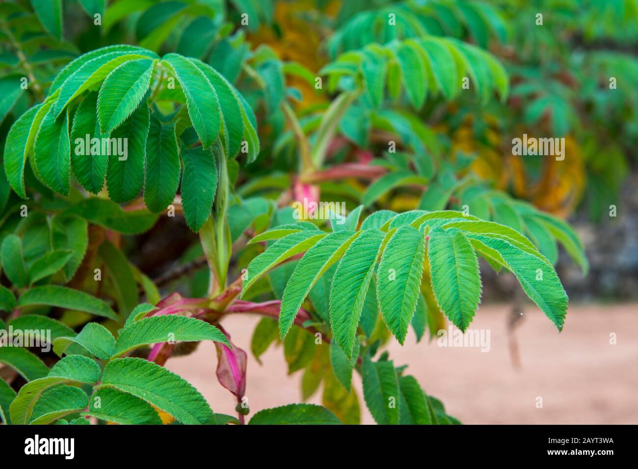 Close-up of a native Hagenia tree on the Nyika Plateau, Nyika National ...