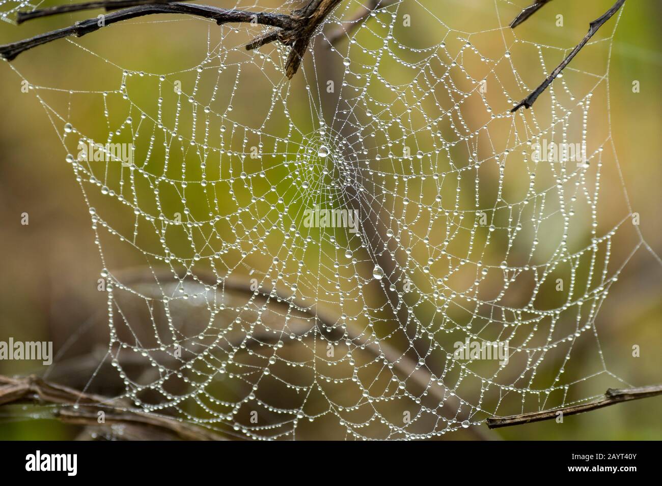 Rain drops on a spider web on the Nyika Plateau, Nyika National Park in ...