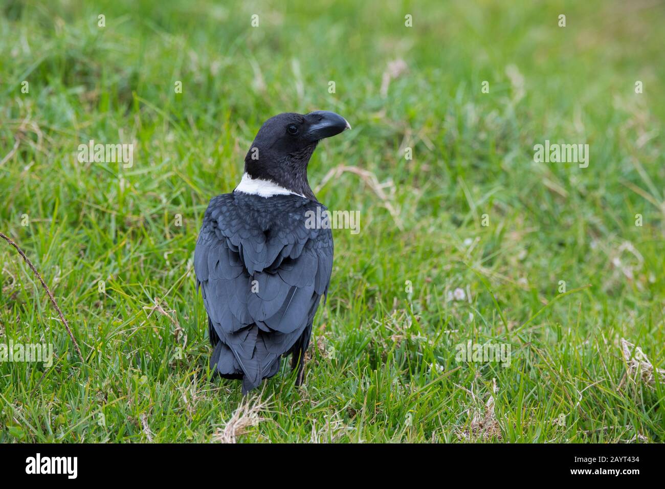 African white necked raven hi-res stock photography and images - Alamy