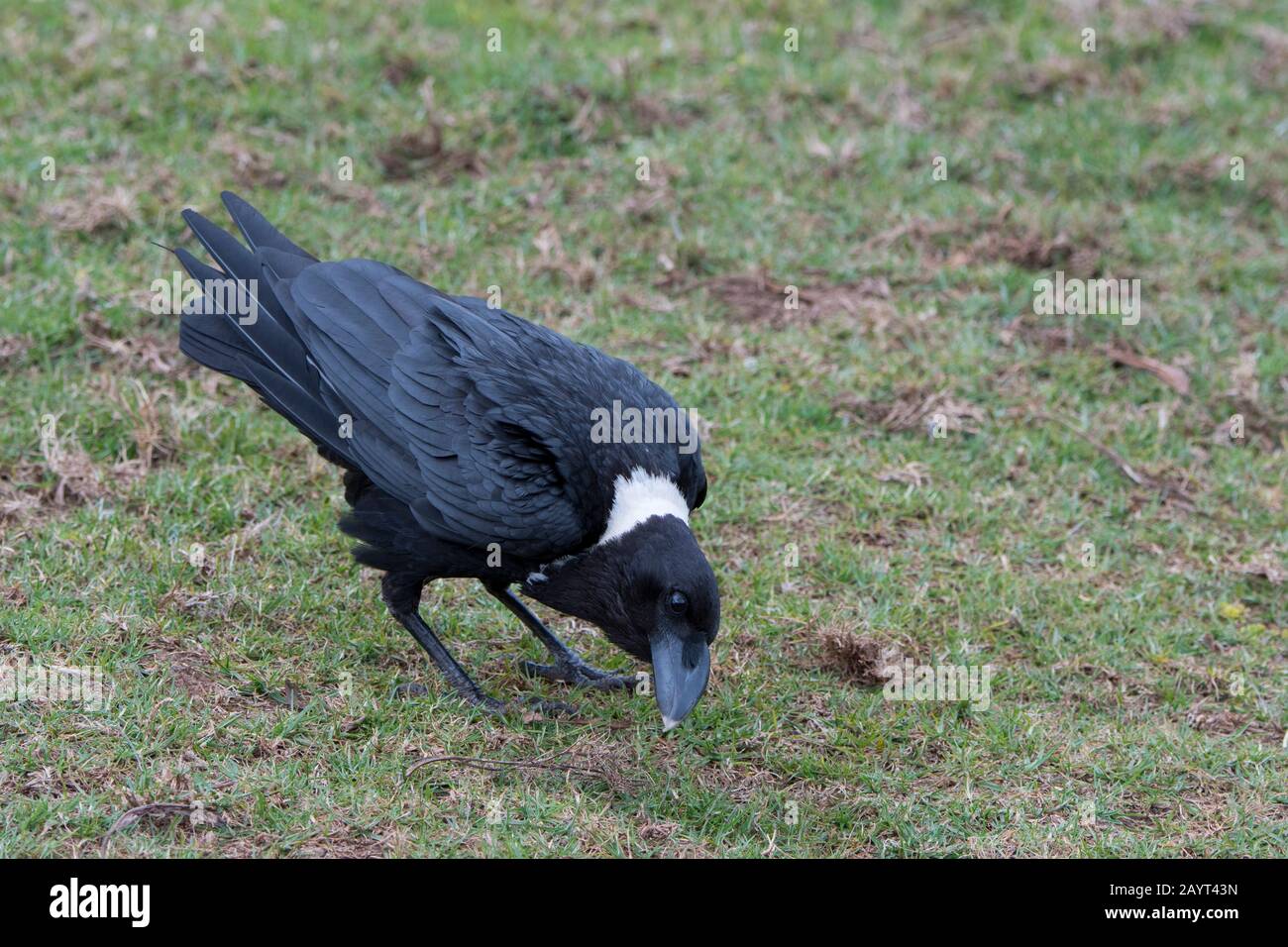 A white-necked raven (Corvus albicollis) is looking for food in the ...