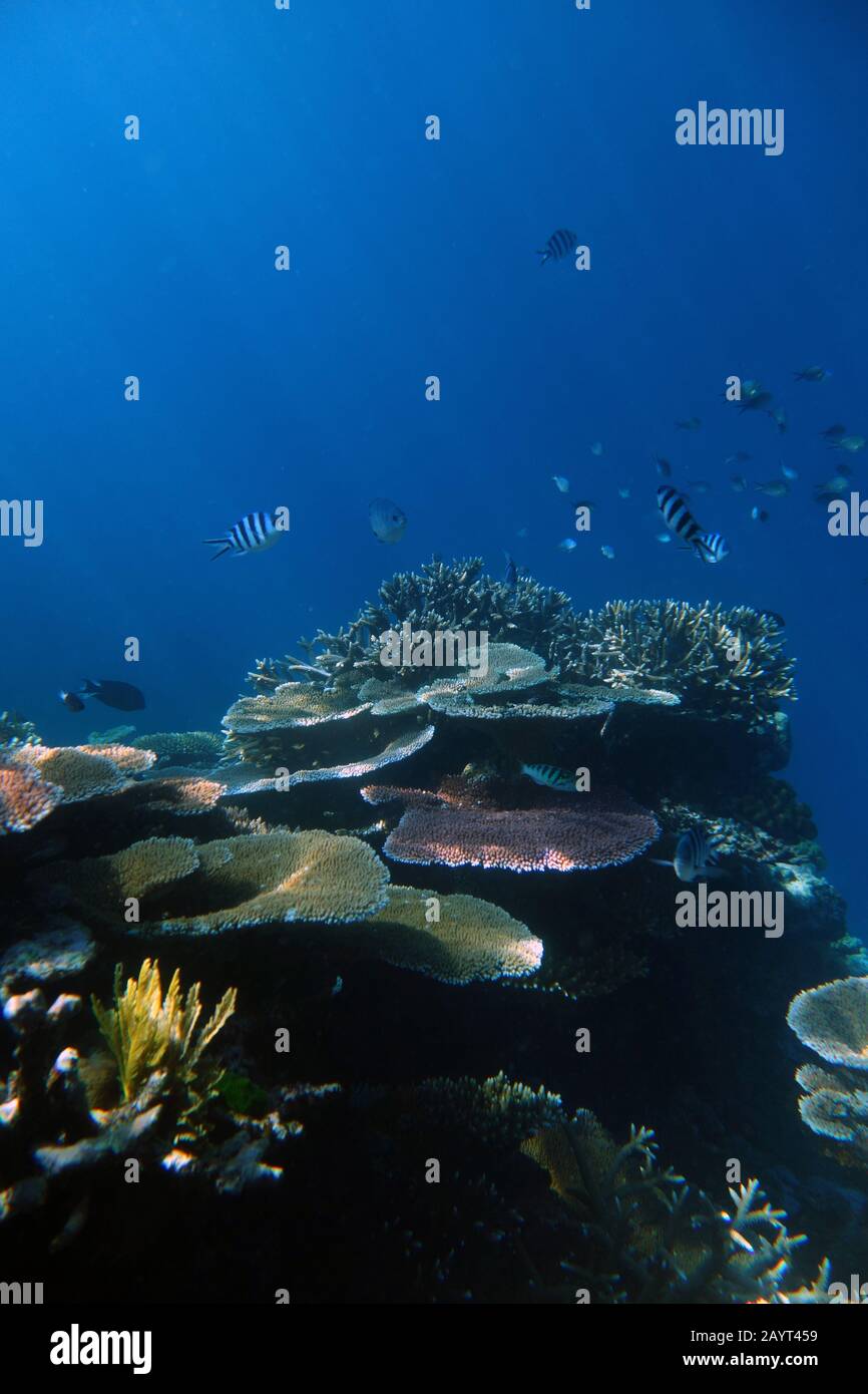 Healthy corals and fish at Moore Reef, Great Barrier Reef, Queensland ...