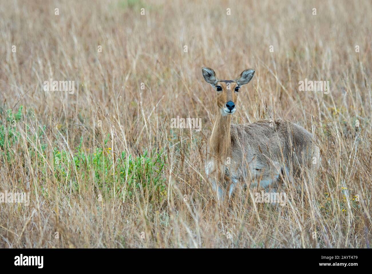 Reedbuck malawi hi-res stock photography and images - Alamy