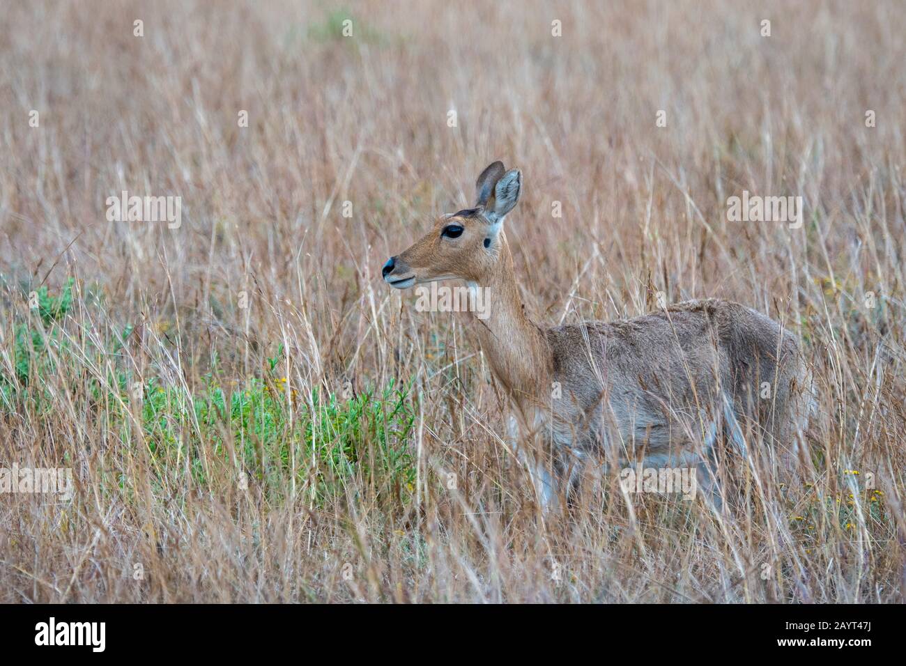 A female southern reedbuck or common reedbuck (Redunca arundinum) in ...