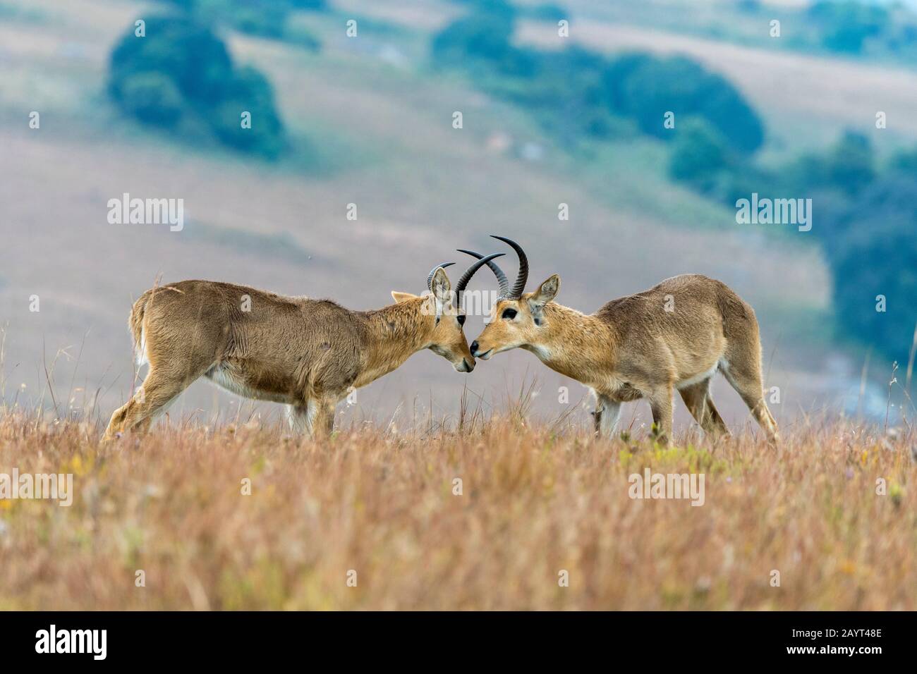 Two male southern reedbucks or common reedbuck (Redunca arundinum ...