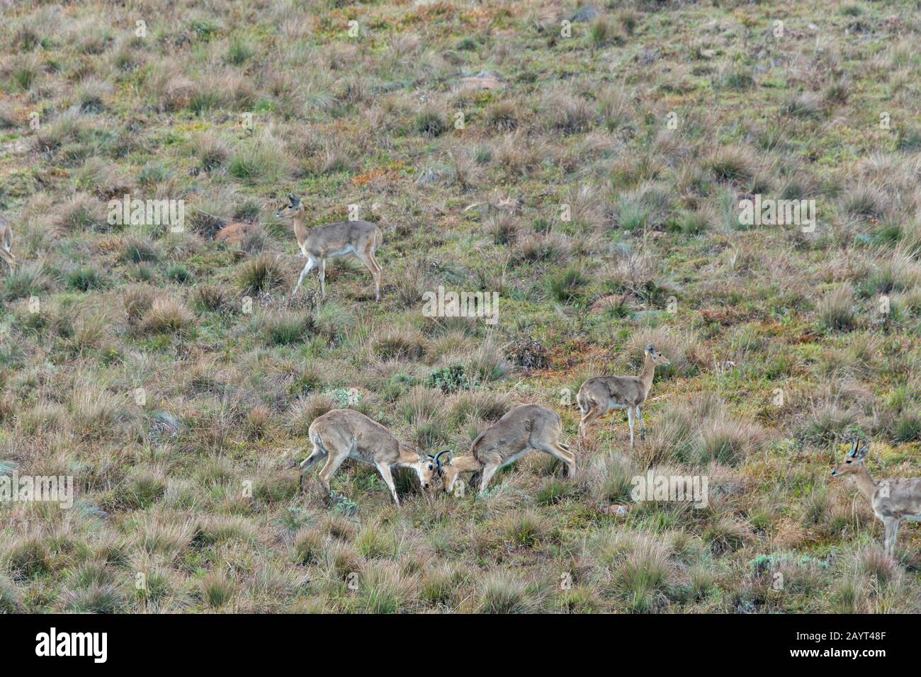 Two male southern reedbucks or common reedbuck (Redunca arundinum ...