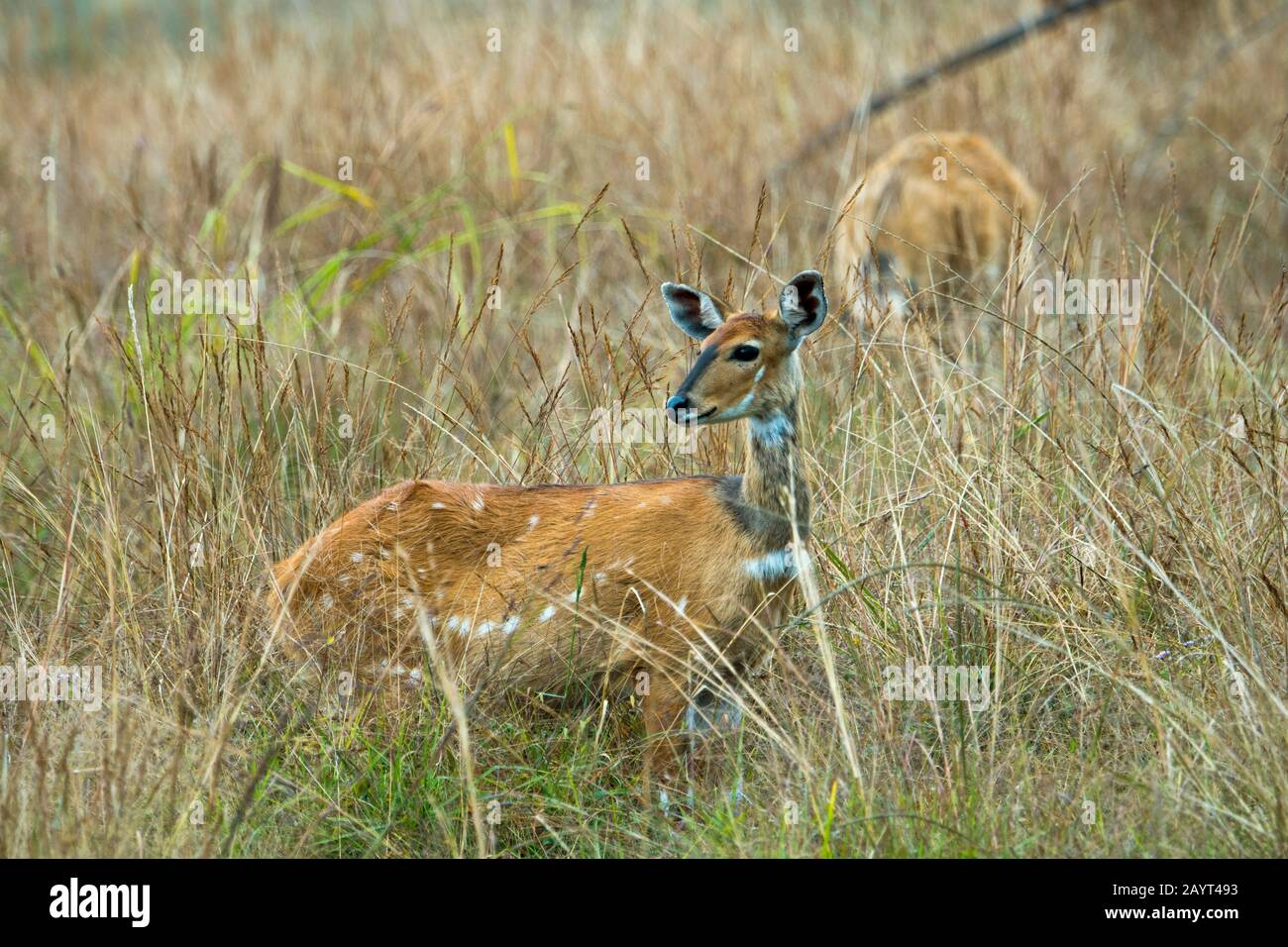A female bushbuck in high grass on the Nyika Plateau, Nyika National ...