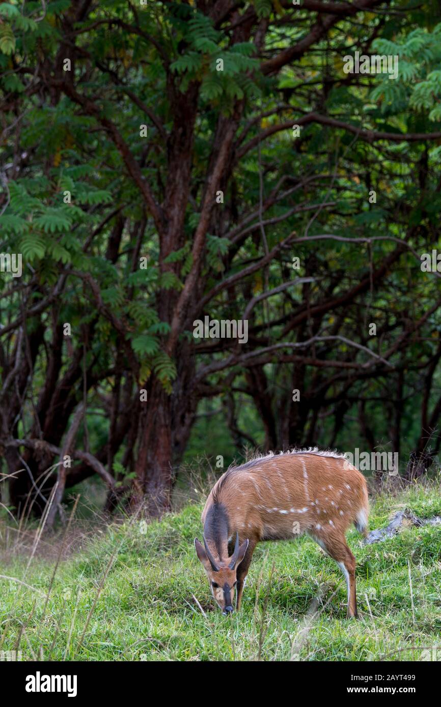 A bushbuck ram on the Nyika Plateau, Nyika National Park in Malawi ...