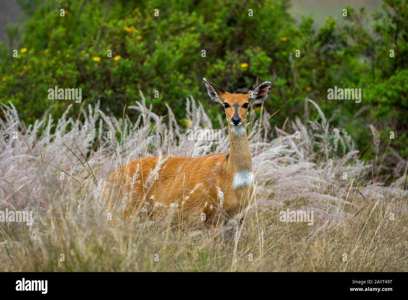 A female bushbuck in high grass on the Nyika Plateau, Nyika National ...