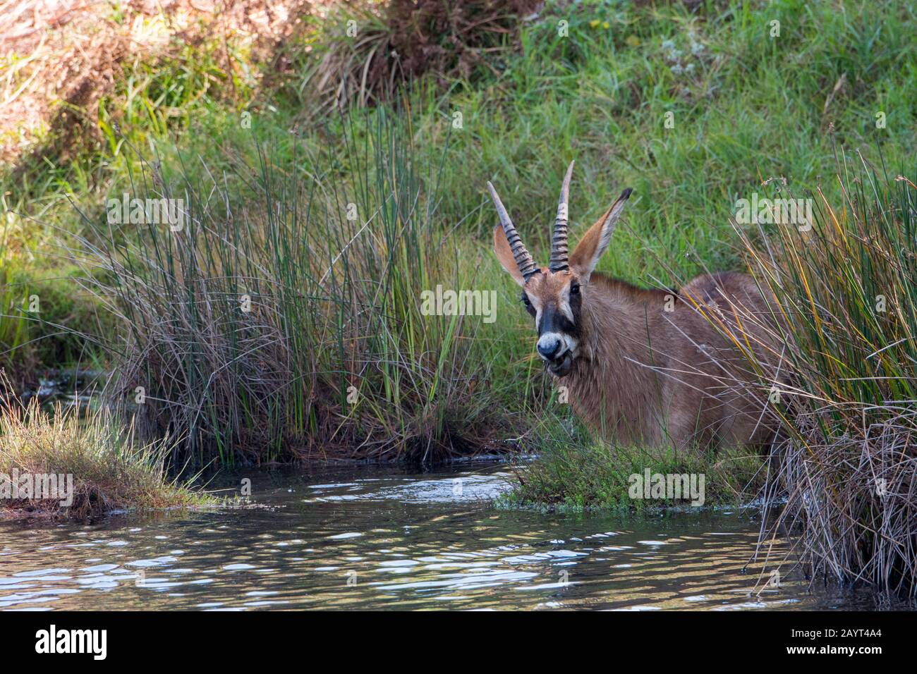A Roan antelope (Hippotragus equinus) is feeding on aquatic plants of a ...