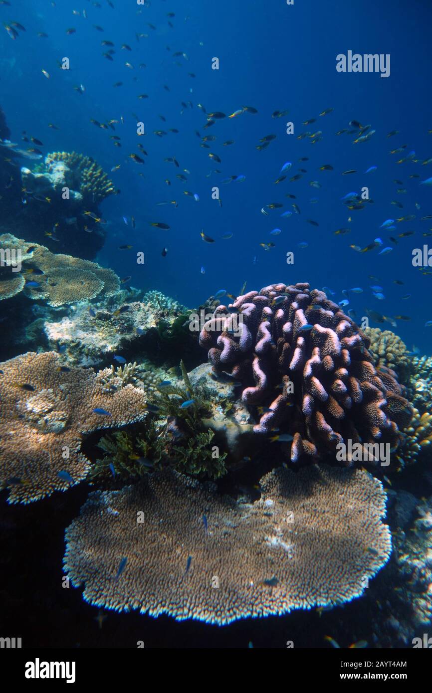 Healthy corals and fish at Moore Reef, Great Barrier Reef, Queensland ...