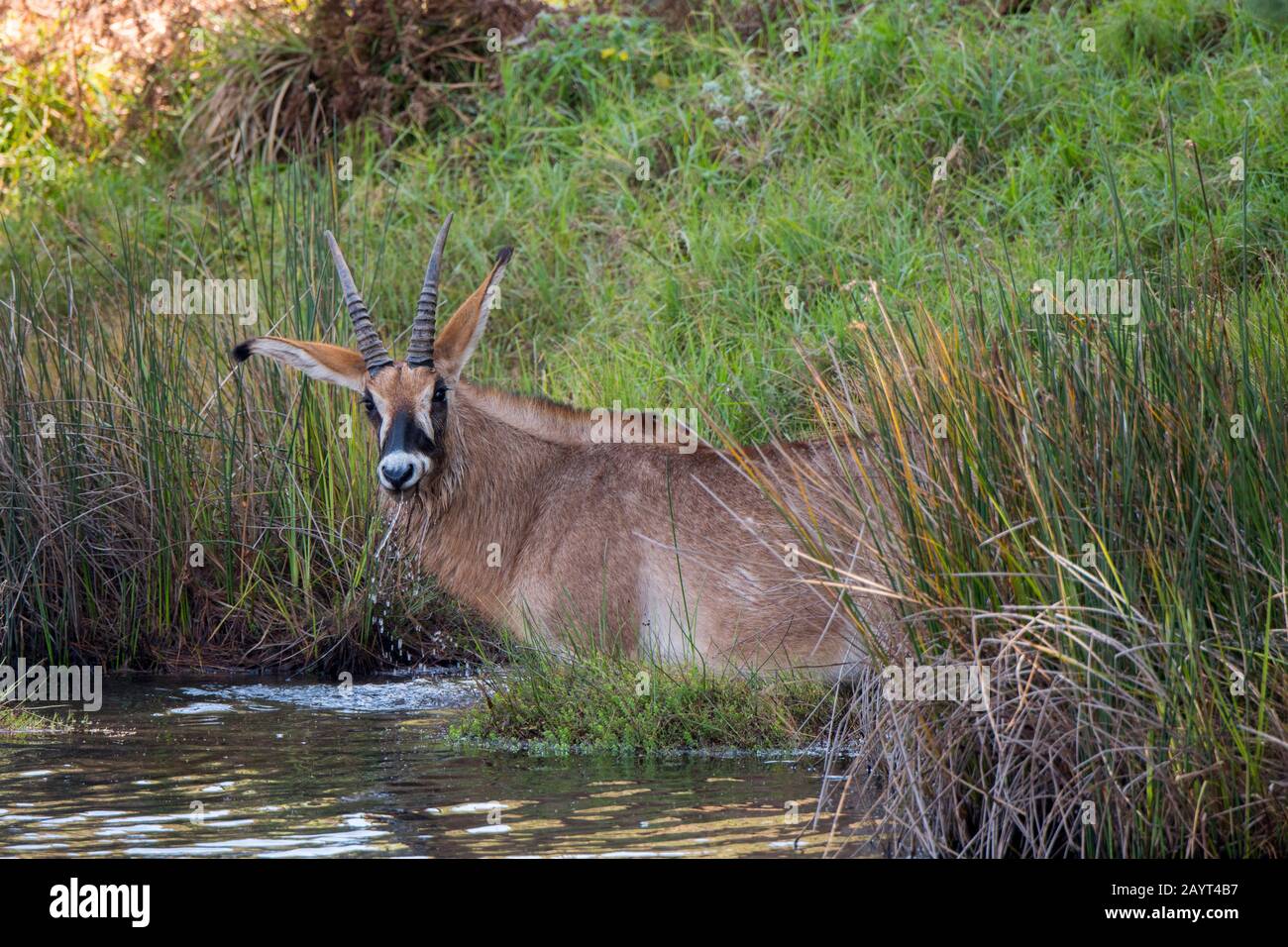 A Roan antelope (Hippotragus equinus) is feeding on aquatic plants of a ...