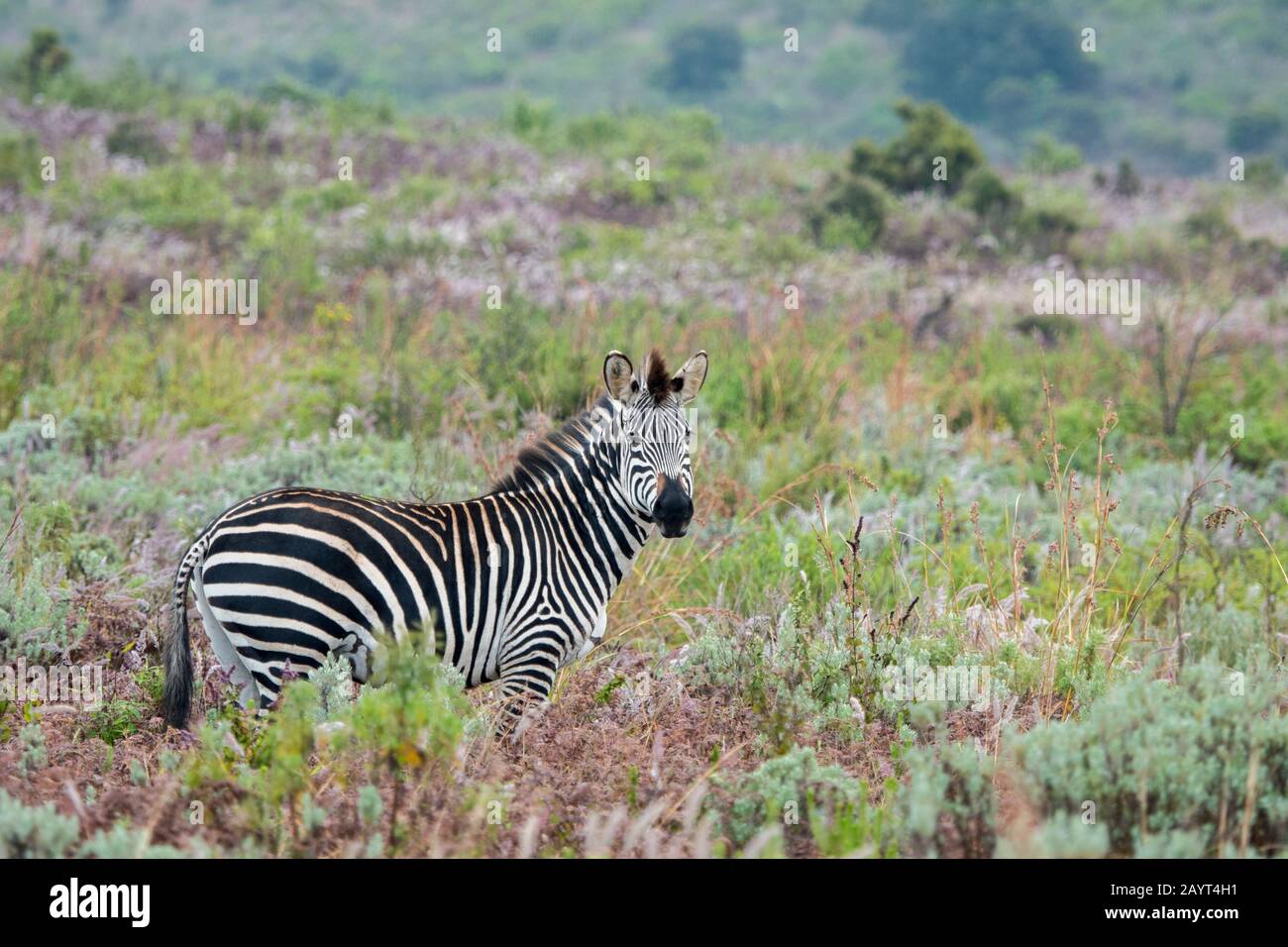 Crayshaws (Crawshay) zebra (Equus quagga crawshayi) on the Nyika Plateau, Nyika National Park in ...