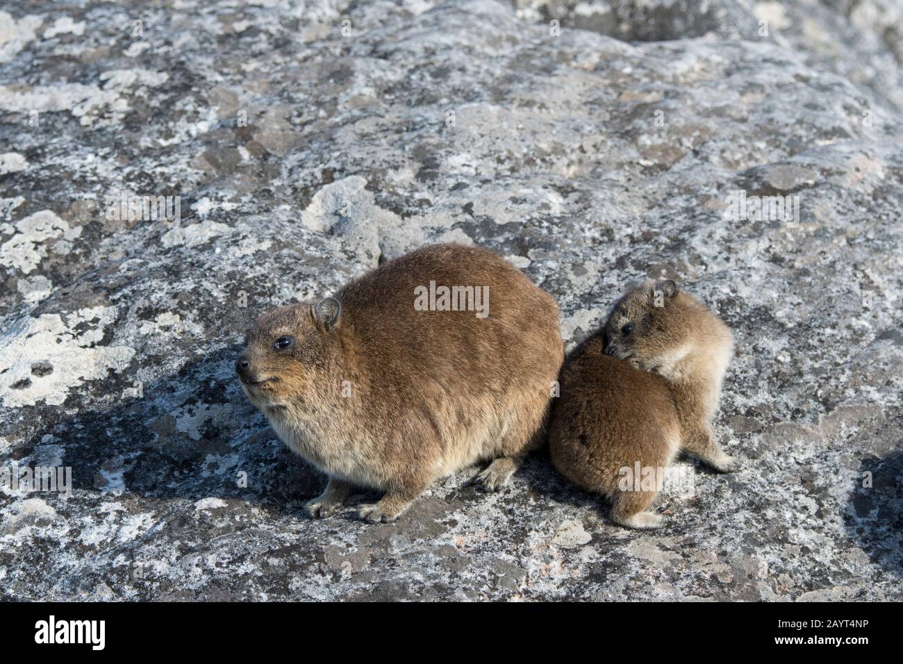 Cape dassies hi-res stock photography and images - Alamy