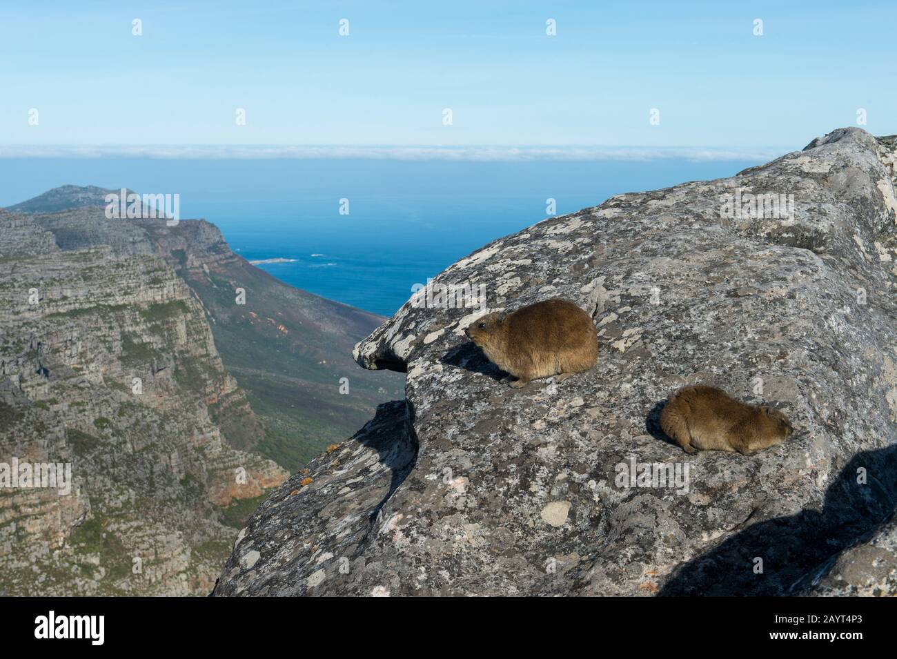 Africa rock dassies hi-res stock photography and images - Alamy