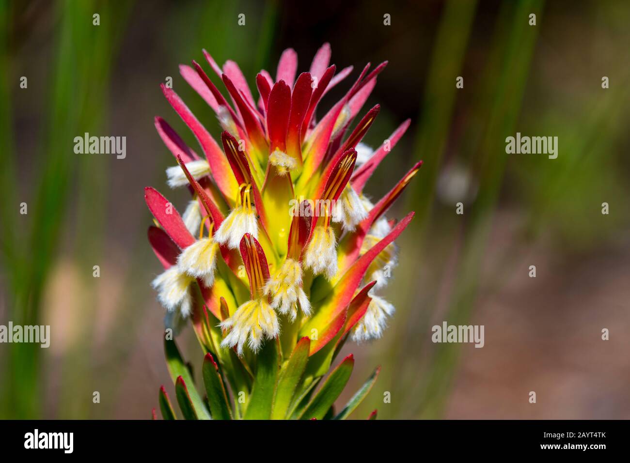 Protea flower at Kirstenbosch National Botanical Gardens in Cape Town ...