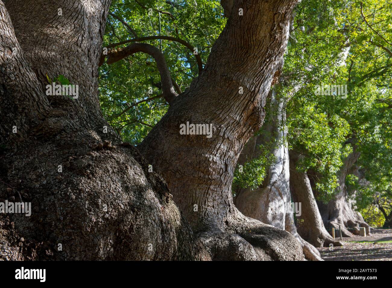Old camphor trees in the garden at Vergelegen, a historic wine estate ...
