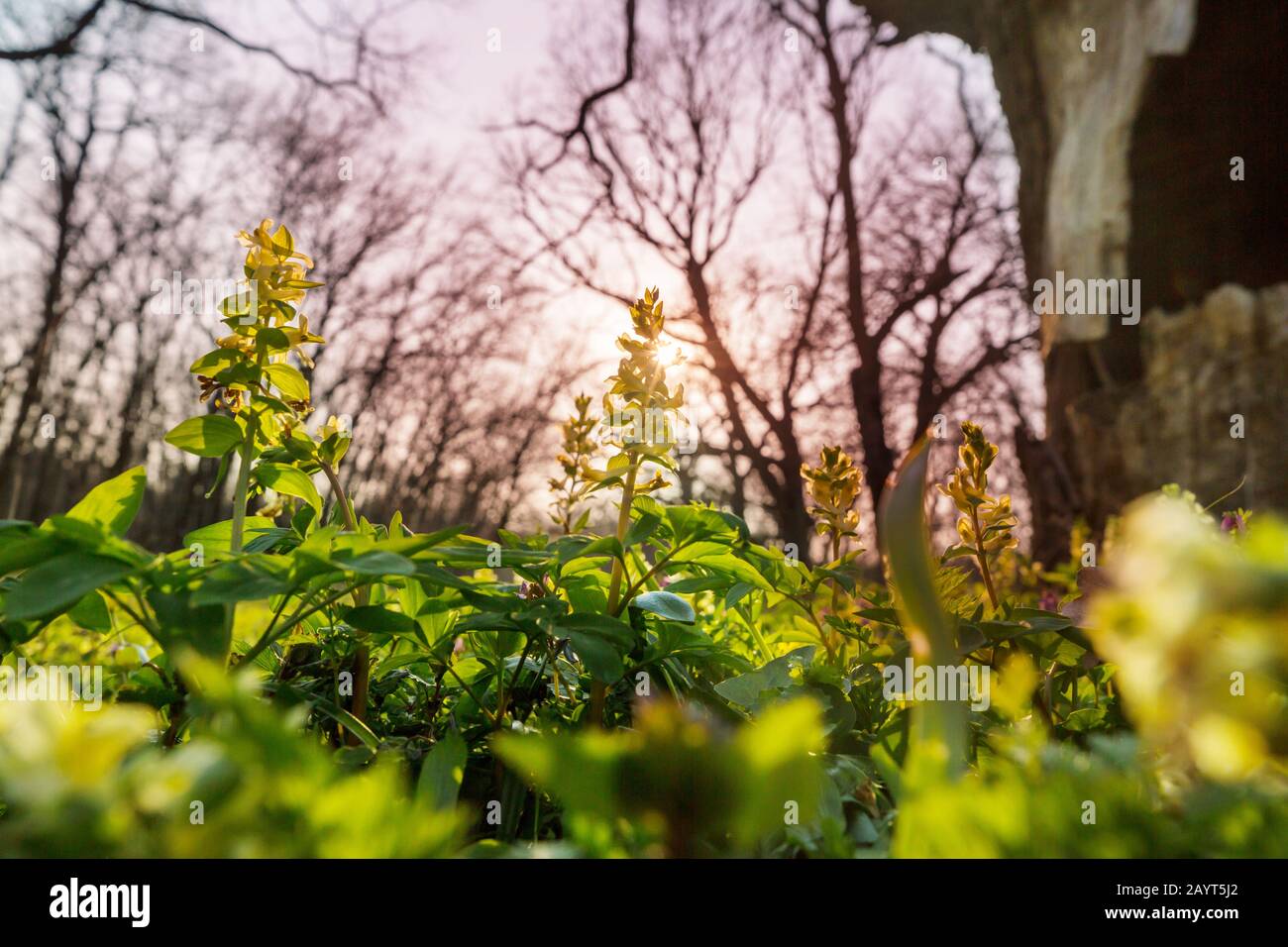 Beautiful woodland landscapes. Spring flowers In the forest Stock Photo ...