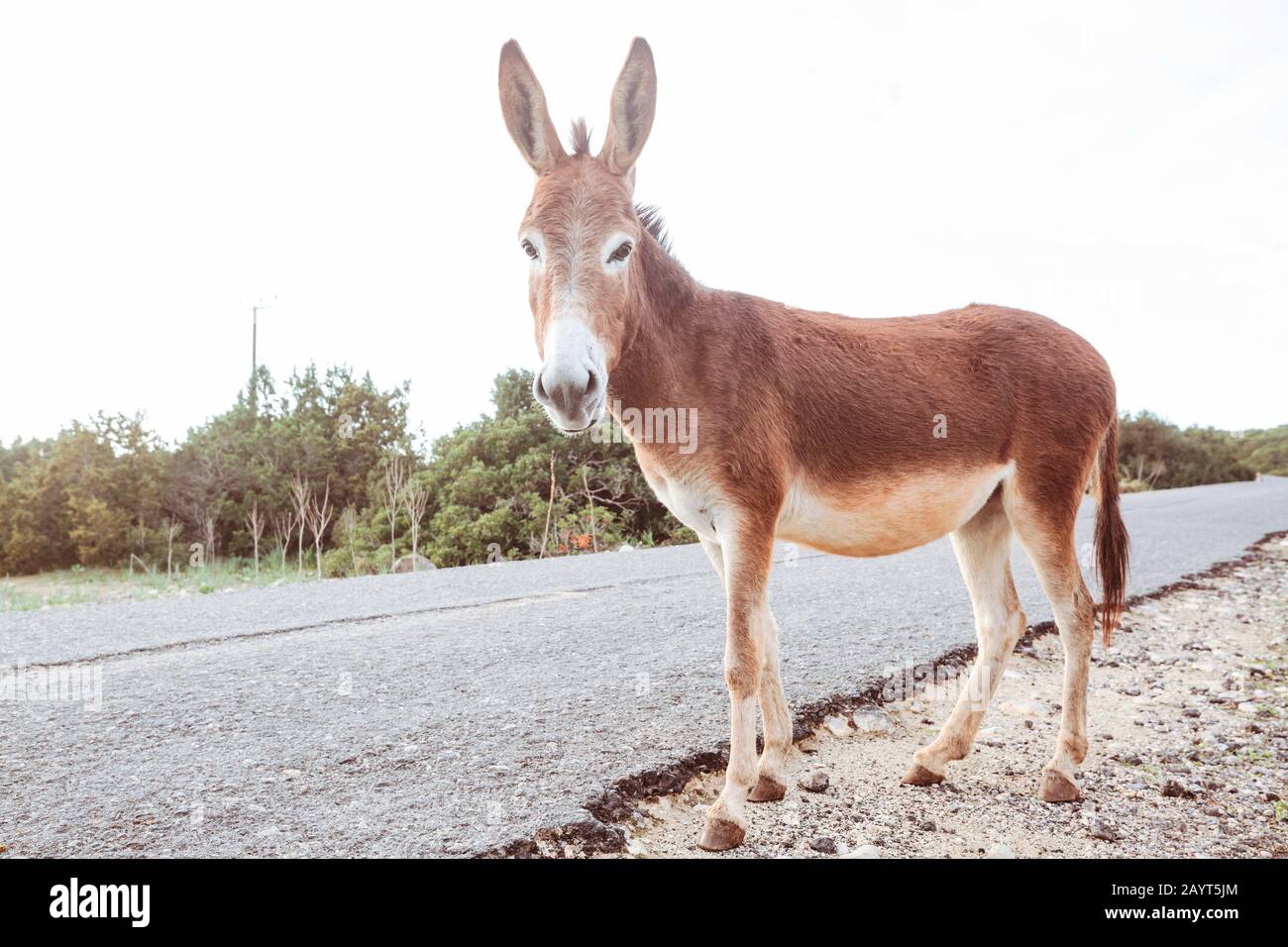 Wild donkey in Northern Cyprus Stock Photo - Alamy