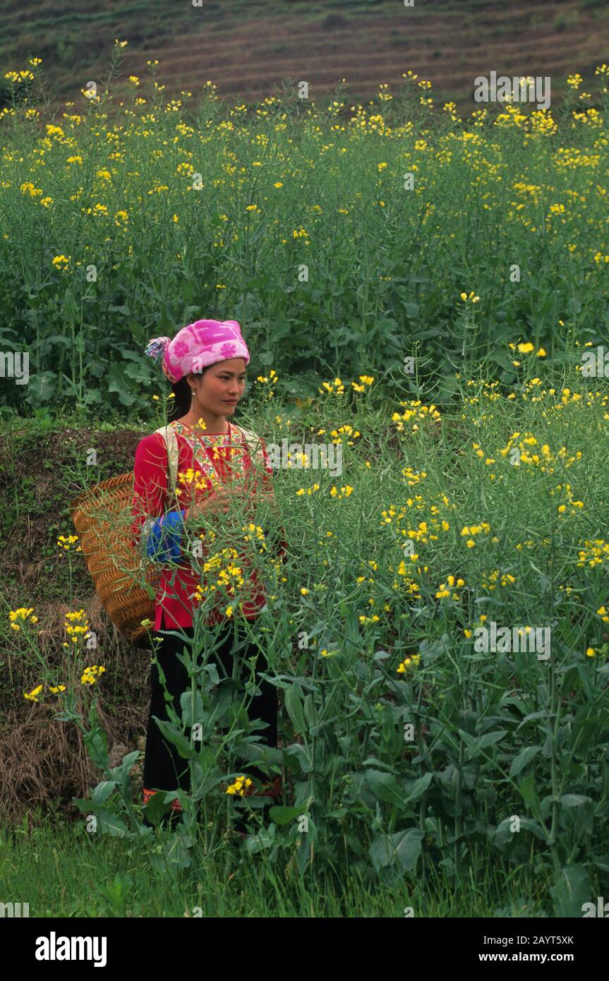 A Zhuang woman (Chinese ethnic group) working in terraced fields with ...