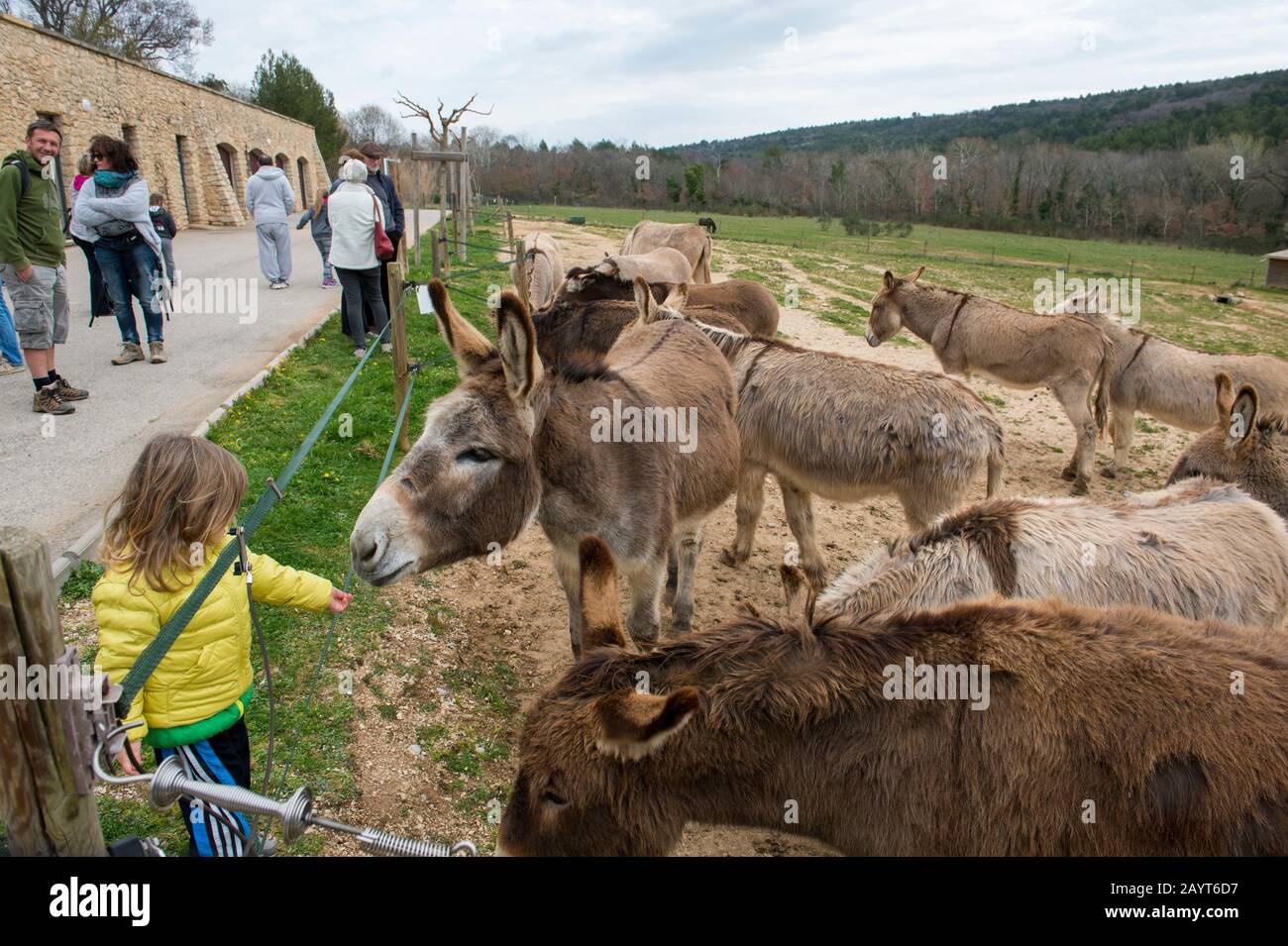 Provence donkeys at the Mount Sainte-Victoire visitor center near Aix ...