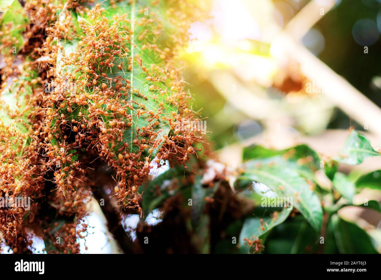 Ants nest on trees with the sunlight Stock Photo - Alamy