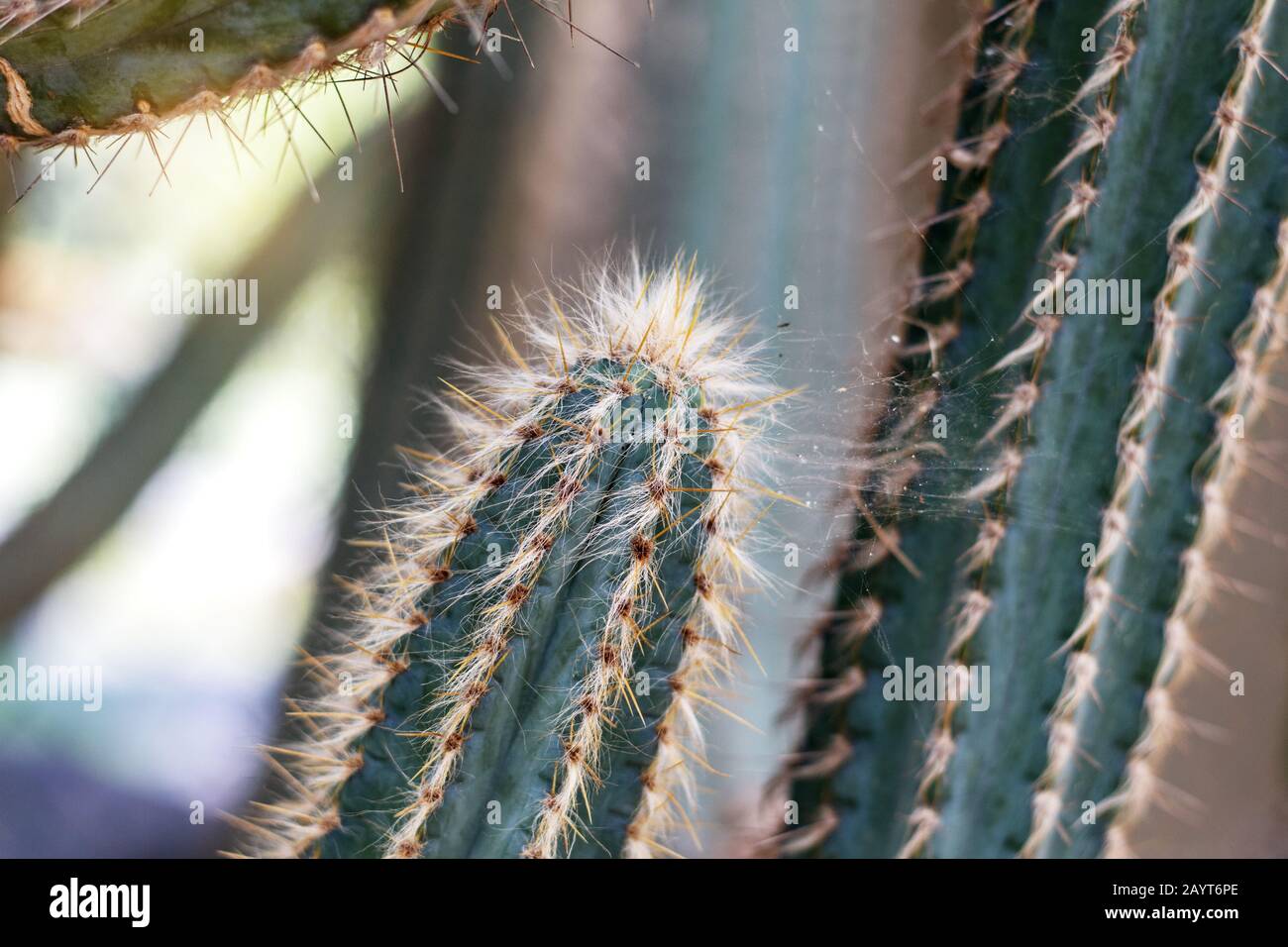 Pokey cactus hi-res stock photography and images - Alamy