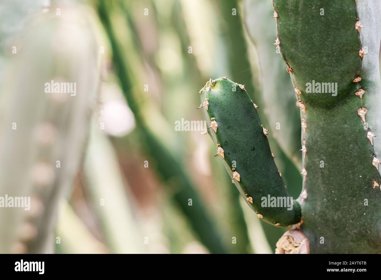 Cactus with sunlight in the summer Stock Photo - Alamy