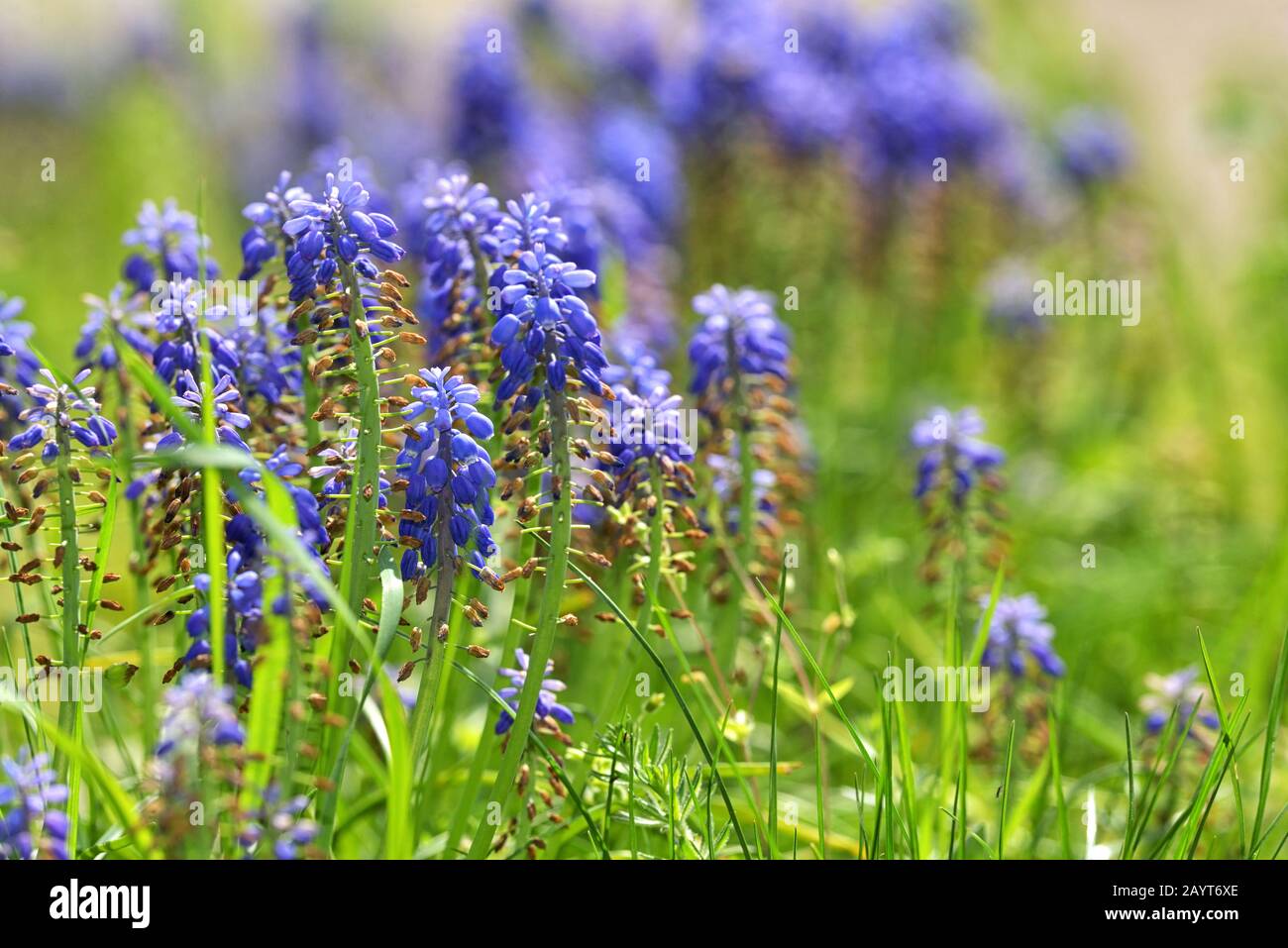 Striking hyacinth plant hi-res stock photography and images - Alamy