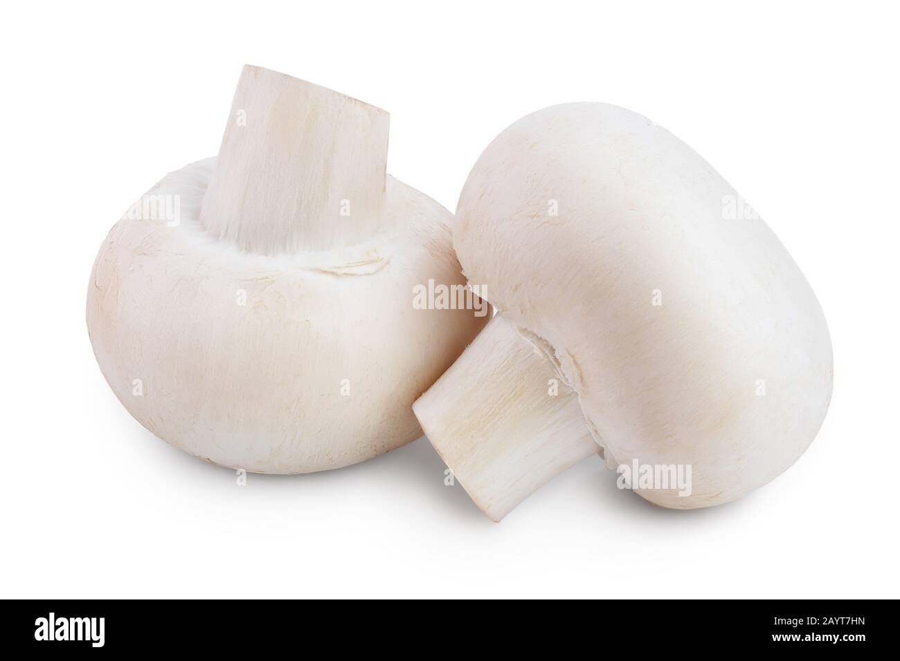 Fresh mushroom champignon isolated on white background with clipping ...