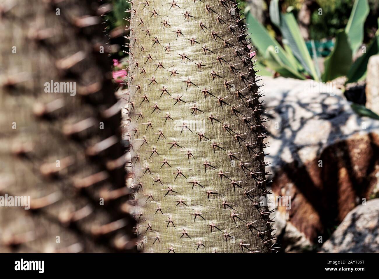 Thorn tree with sunlight in the garden Stock Photo - Alamy