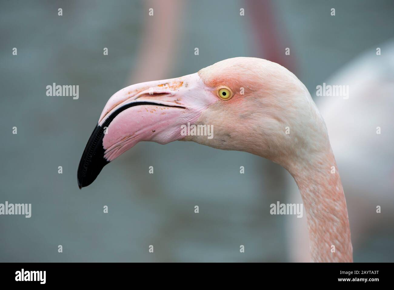 Portrait of a Greater flamingo (Phoenicopterus roseus) at the Bird Park ...