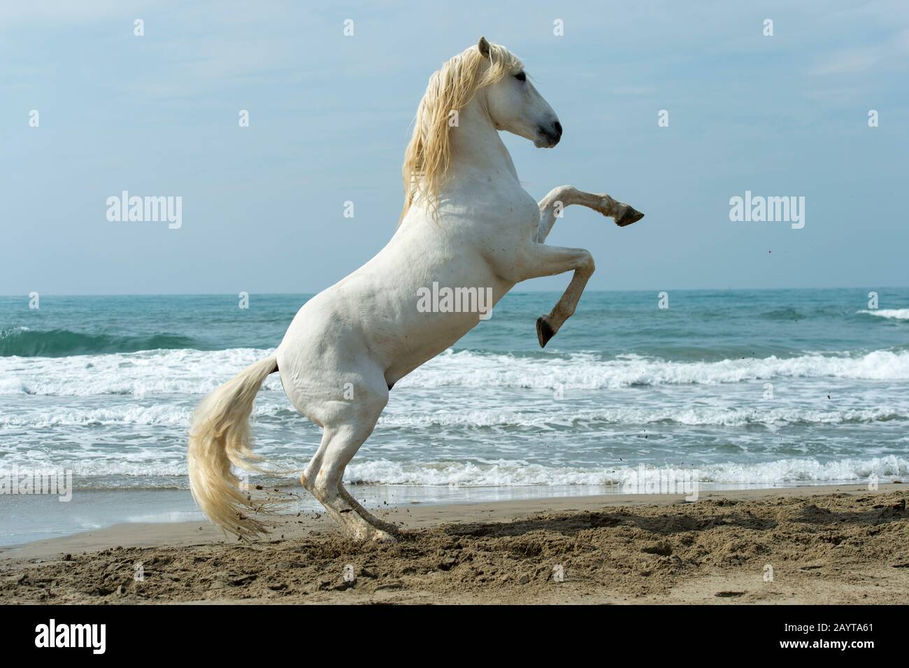 Wild Horses Rearing On The Beach