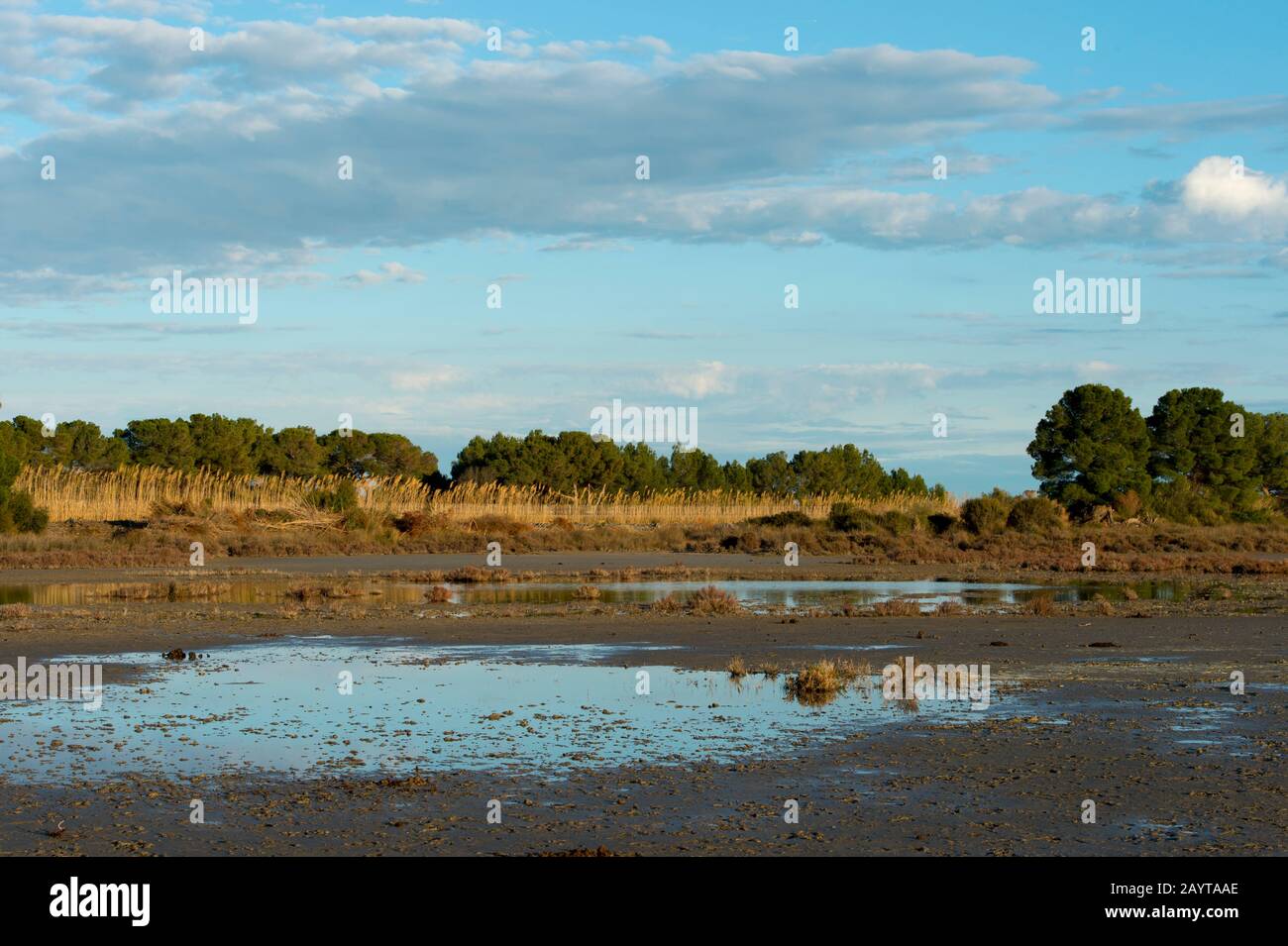A landscape in the marshlands of the Camargue in southern France Stock ...