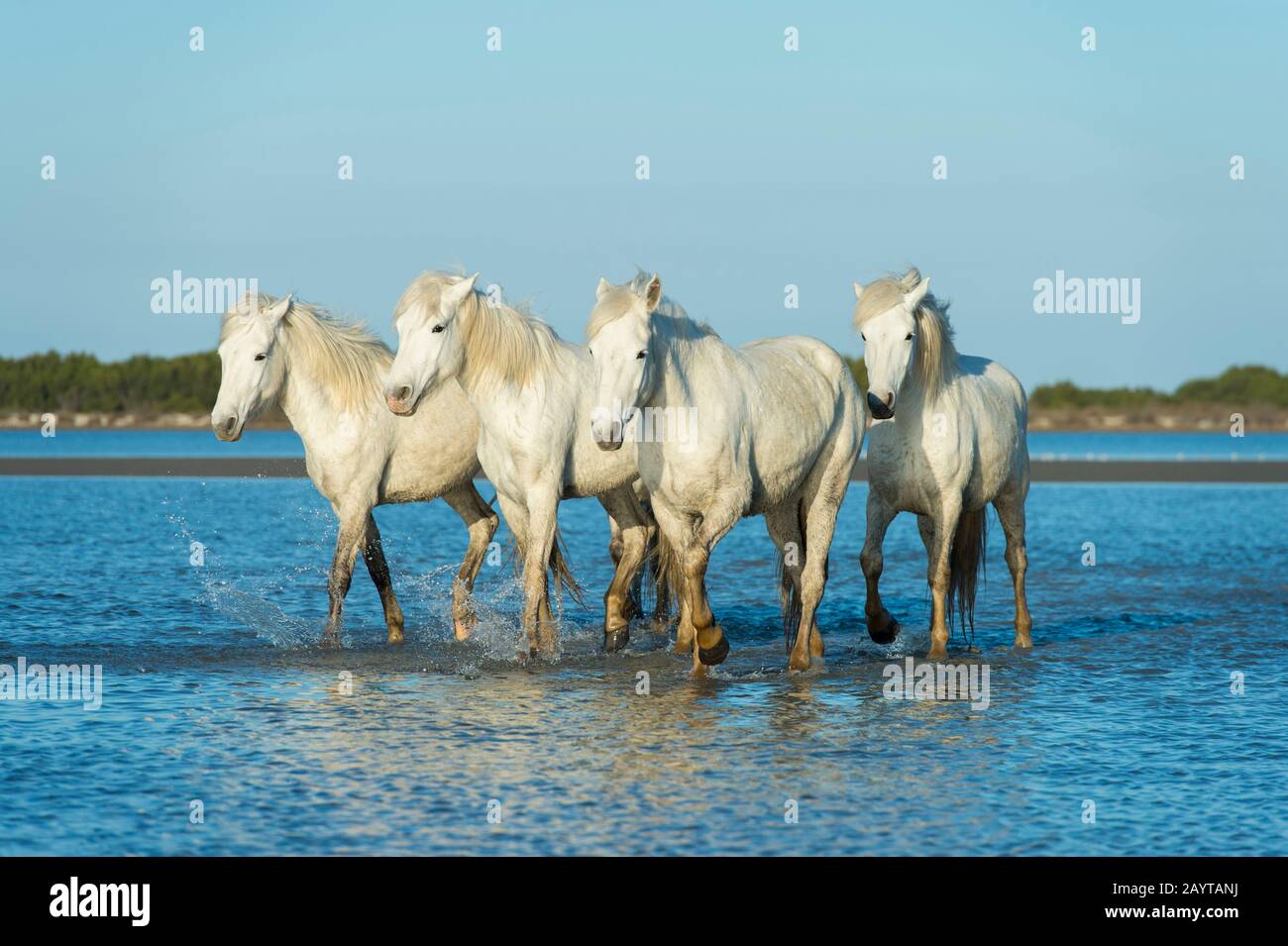 Camargue horses in the marshlands of the Camargue in southern France ...