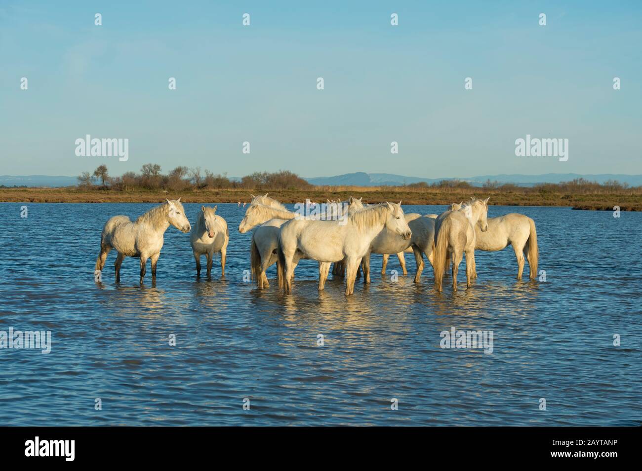 Camargue horses in the marshlands of the Camargue in southern France ...