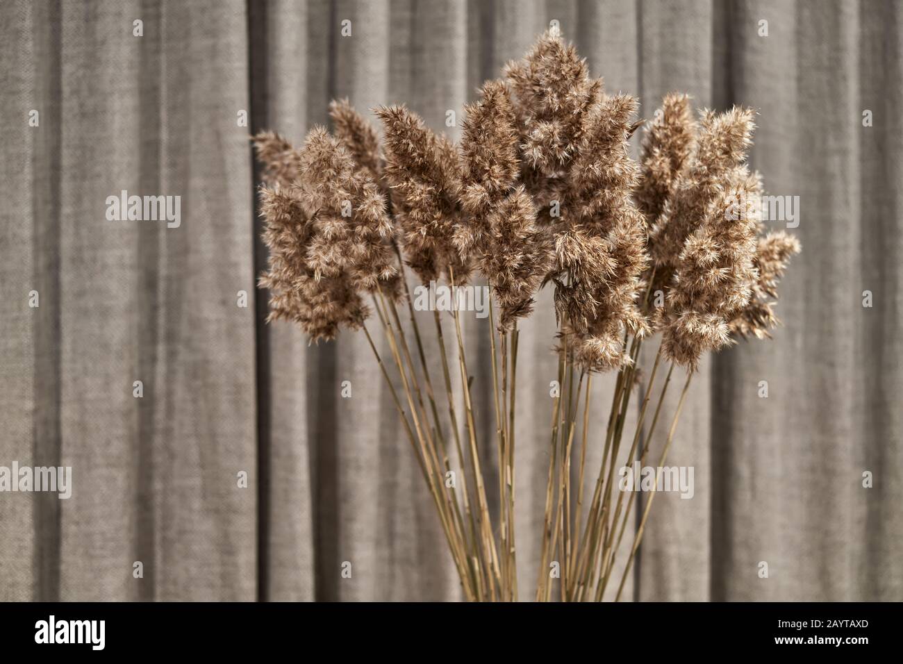 Fluffy plants hi-res stock photography and images - Alamy